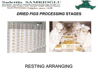 Turkish Dried Figs : Processing Stages | PPT