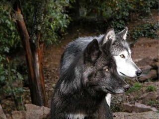 548 - Wolves-3-tiffany | PPT