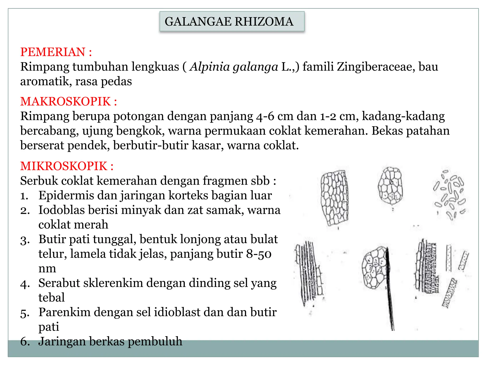 548334260-Jenis-jenis-Simplisia-Karakteristik-Makroskopis-Dan ...