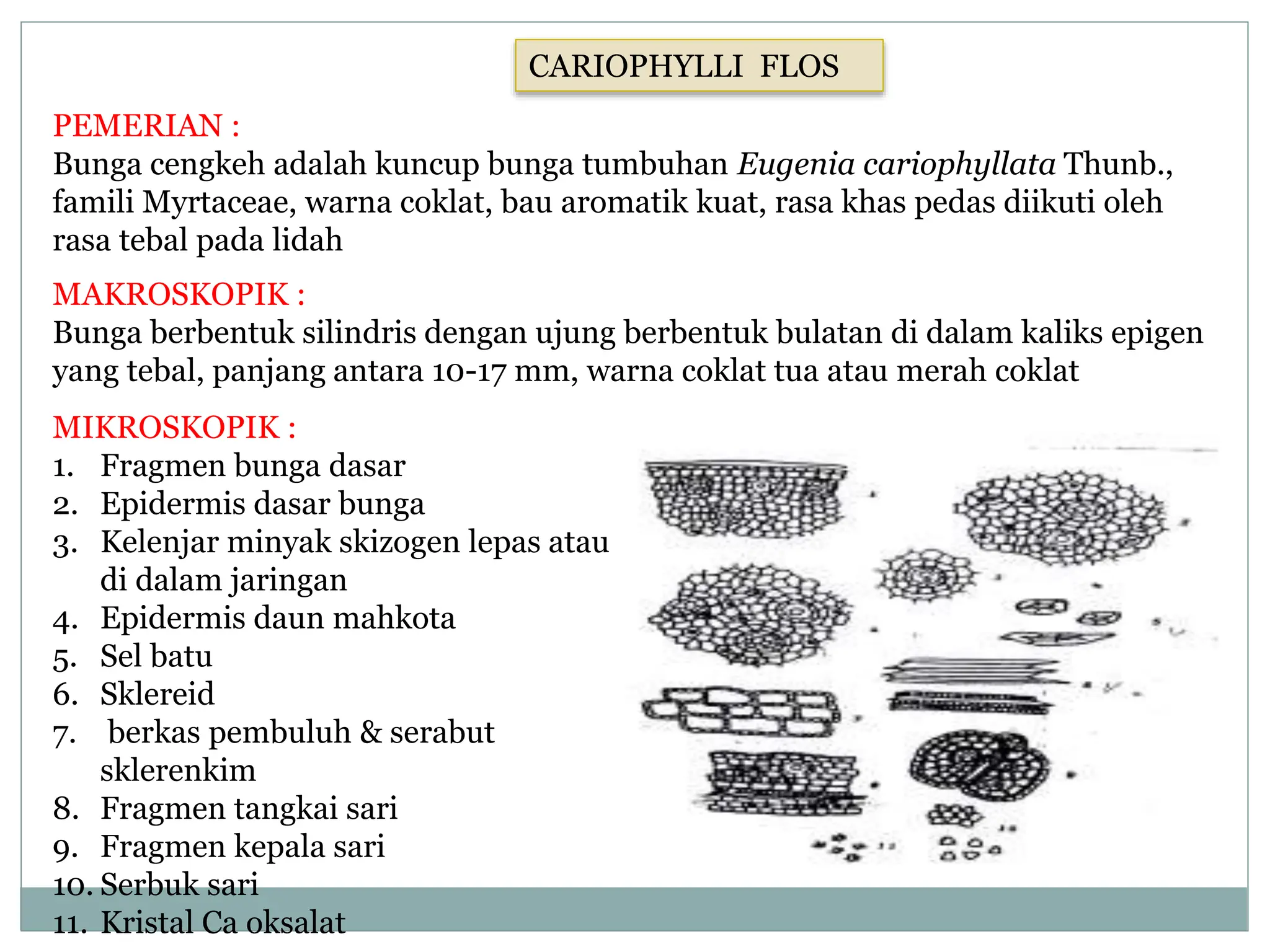 548334260-Jenis-jenis-Simplisia-Karakteristik-Makroskopis-Dan ...