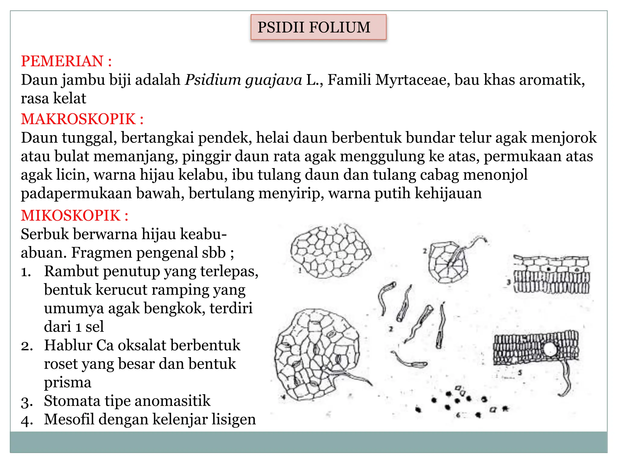 548334260-Jenis-jenis-Simplisia-Karakteristik-Makroskopis-Dan ...