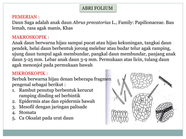 548334260-Jenis-jenis-Simplisia-Karakteristik-Makroskopis-Dan ...