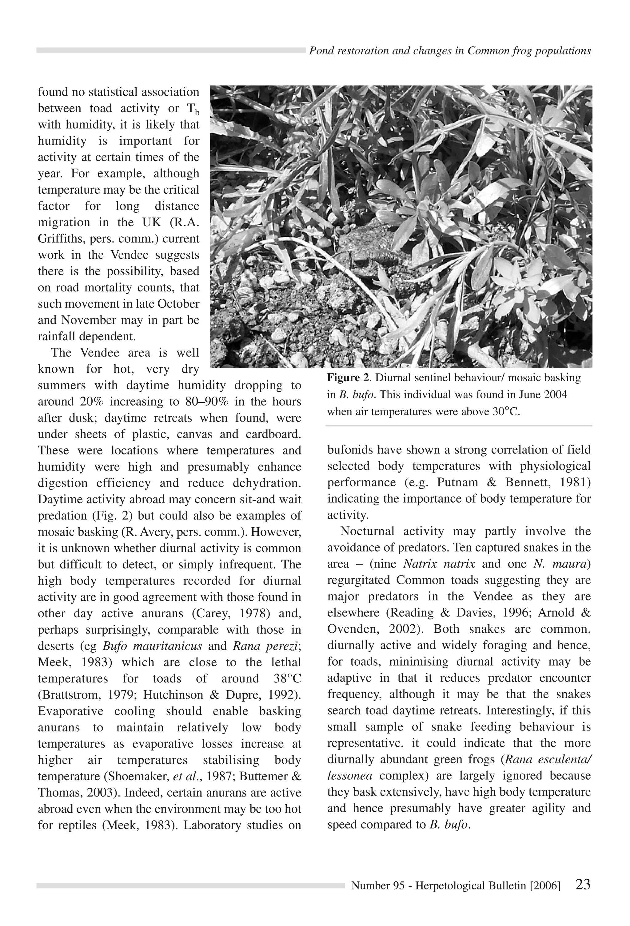 54; bufo m.s.herp bull pdf | PDF | Biological Sciences | Science