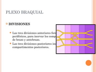 PLEXO BRAQUIAL | PPT