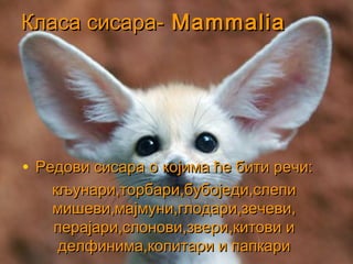 Raznovrsnost sisara | PPT