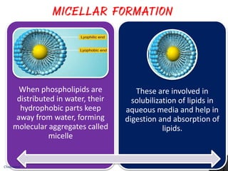 Cholesterol (Chemistry of Lipids - V) | PPSX
