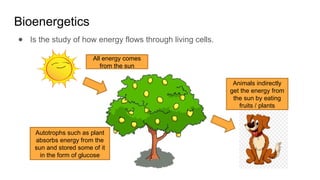 Bioenergetics.pptx.credittotheownerofthepresentation | PPT