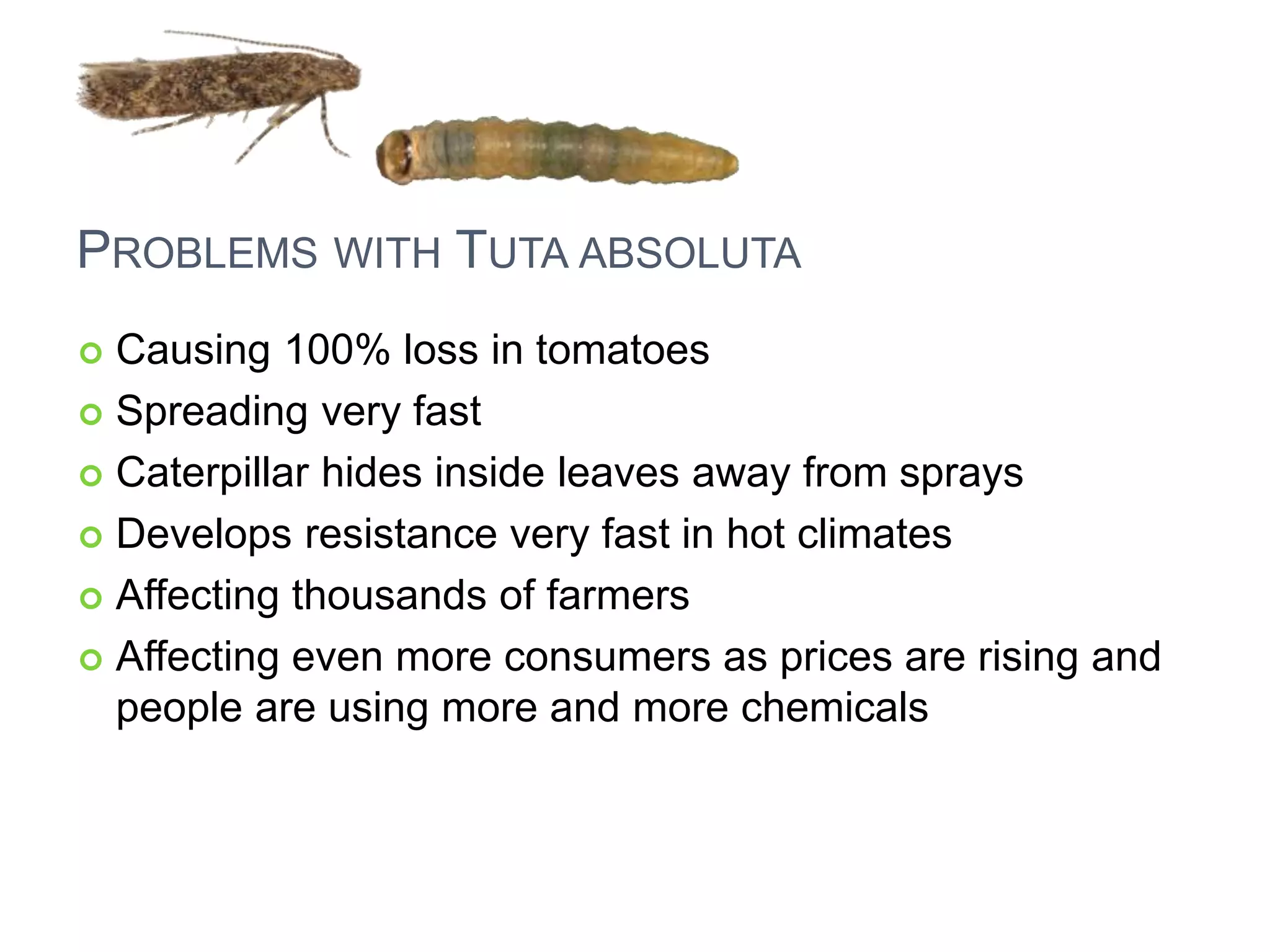 Tuta Absoluta presentation | PPTX