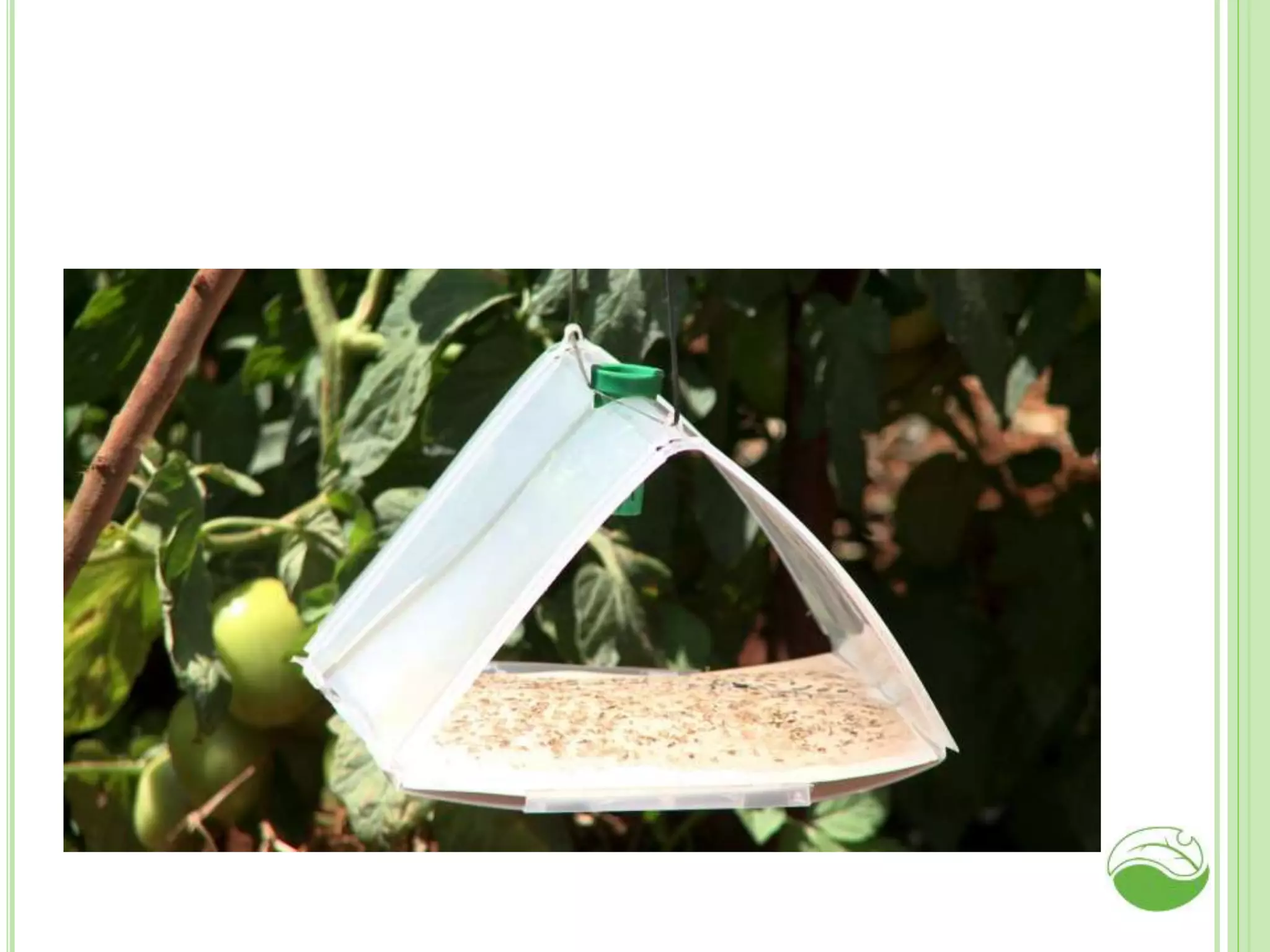 Tuta Absoluta presentation | PPTX