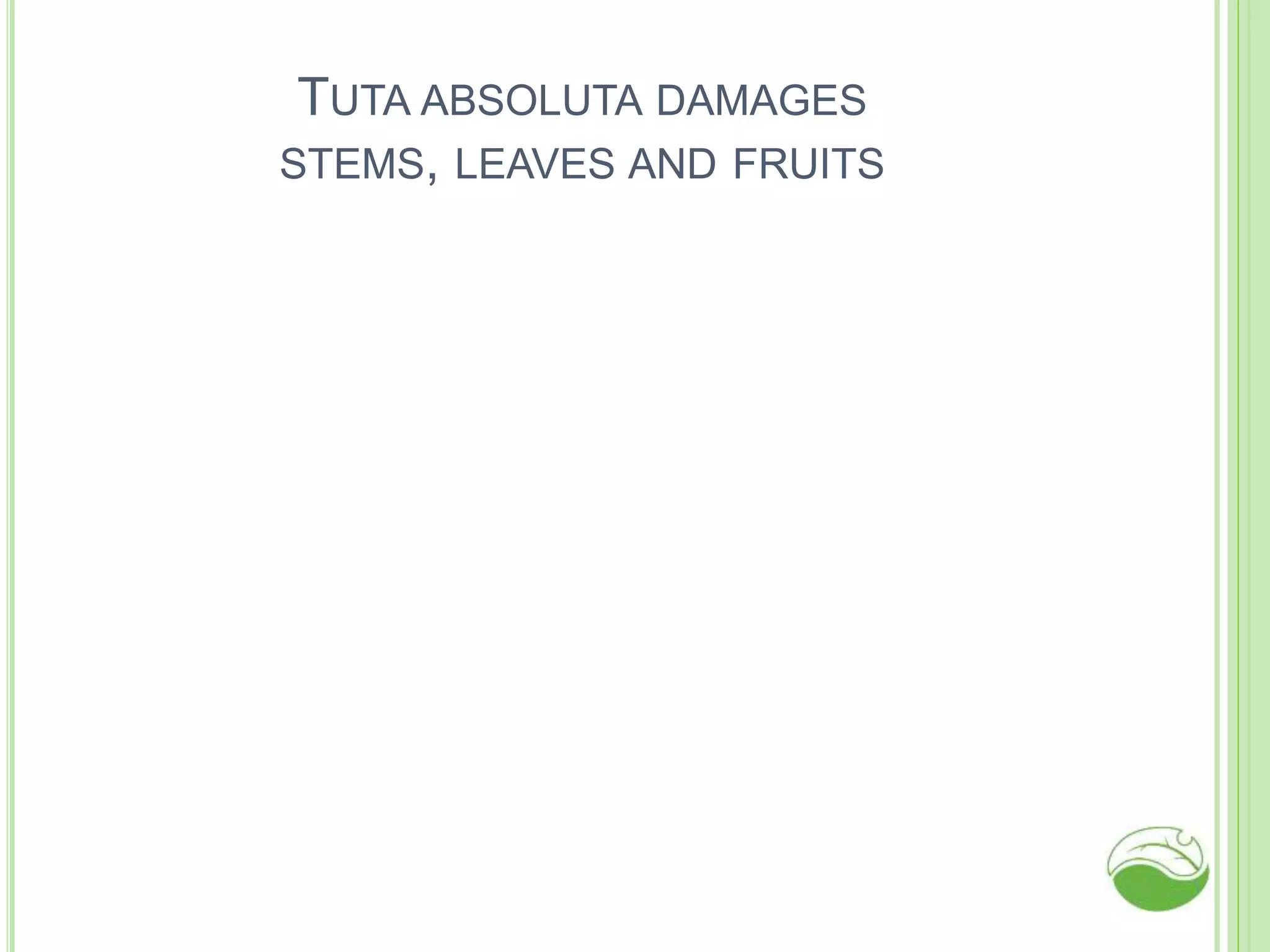 Tuta Absoluta presentation | PPTX