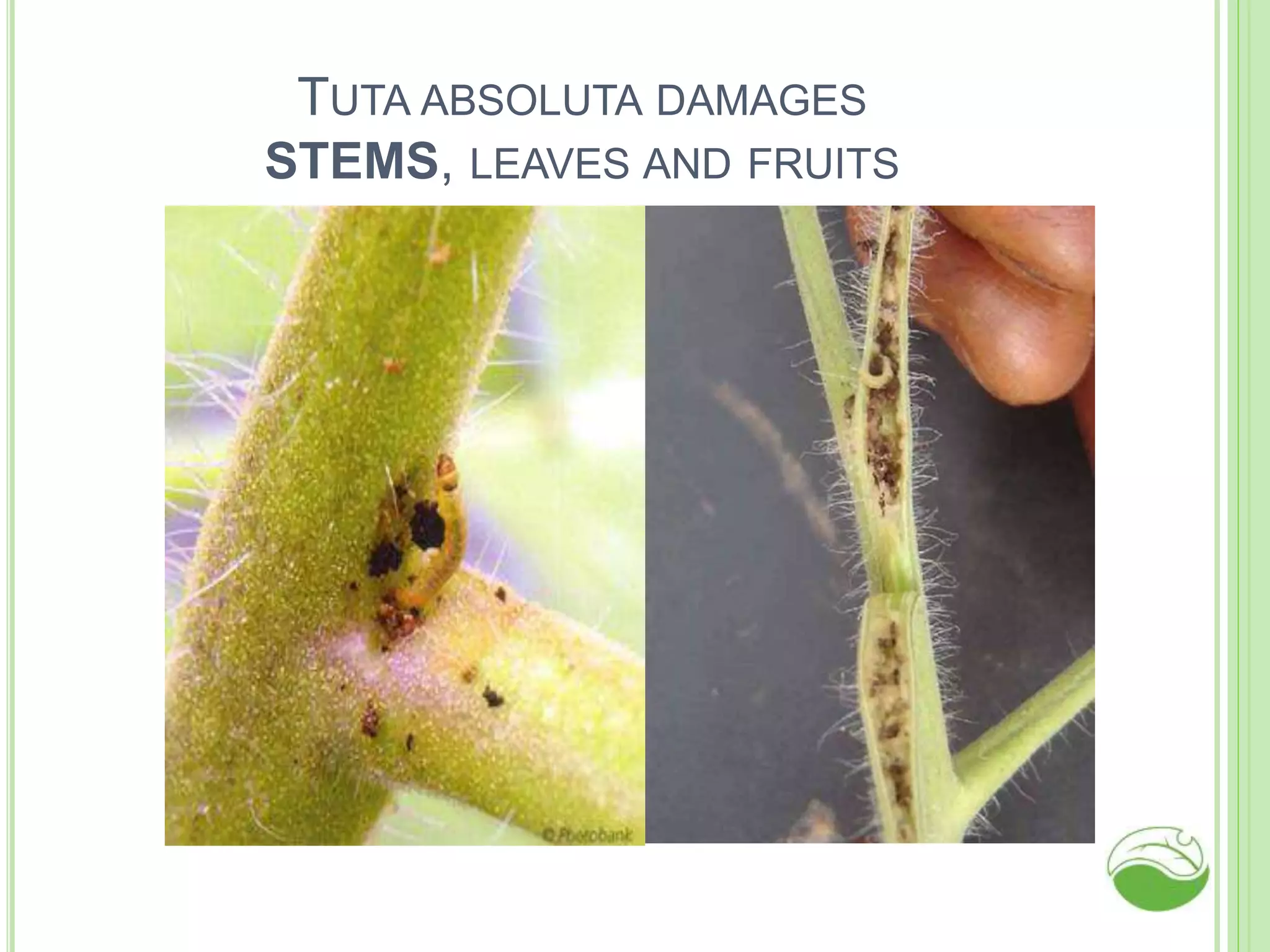 Tuta Absoluta presentation | PPTX