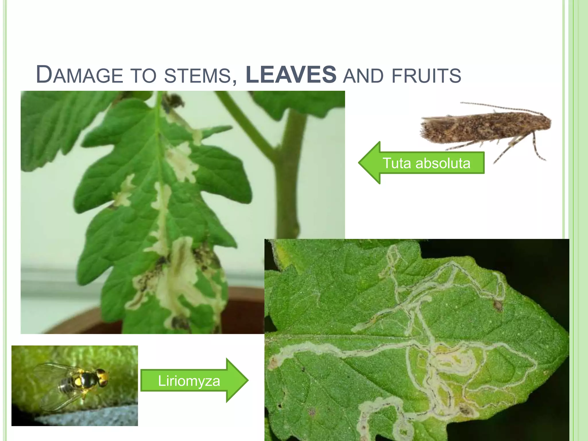 Tuta Absoluta presentation | PPTX