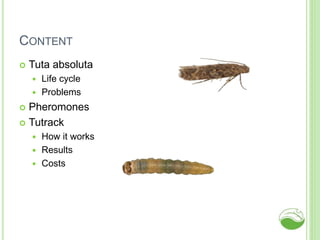 Tuta Absoluta presentation | PPTX