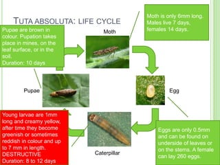 Tuta Absoluta presentation | PPTX