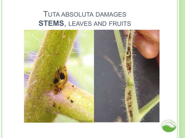 Tuta Absoluta presentation | PPTX