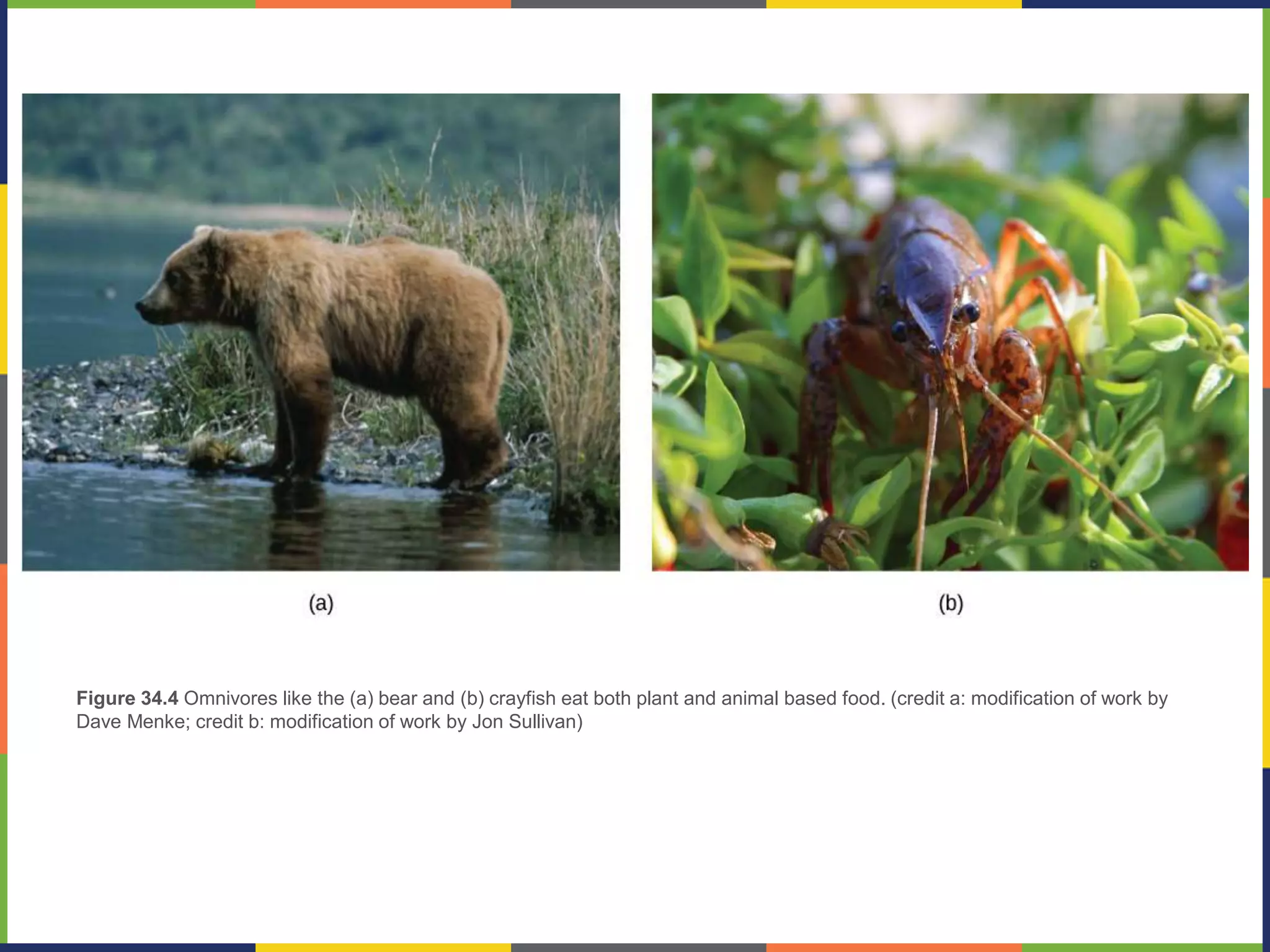 Animal nutrition and digestive system | PPTX