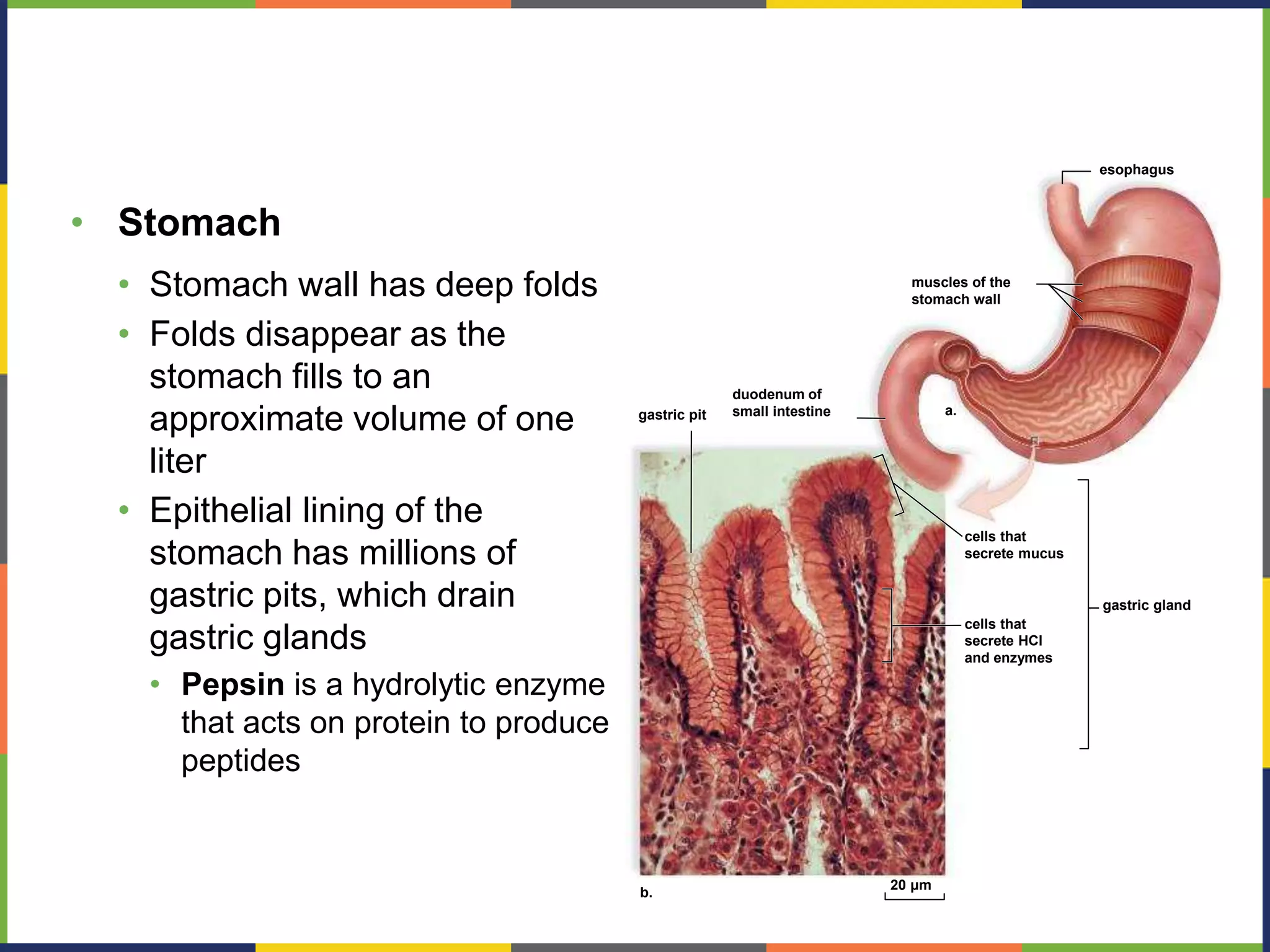 Animal nutrition and digestive system | PPTX