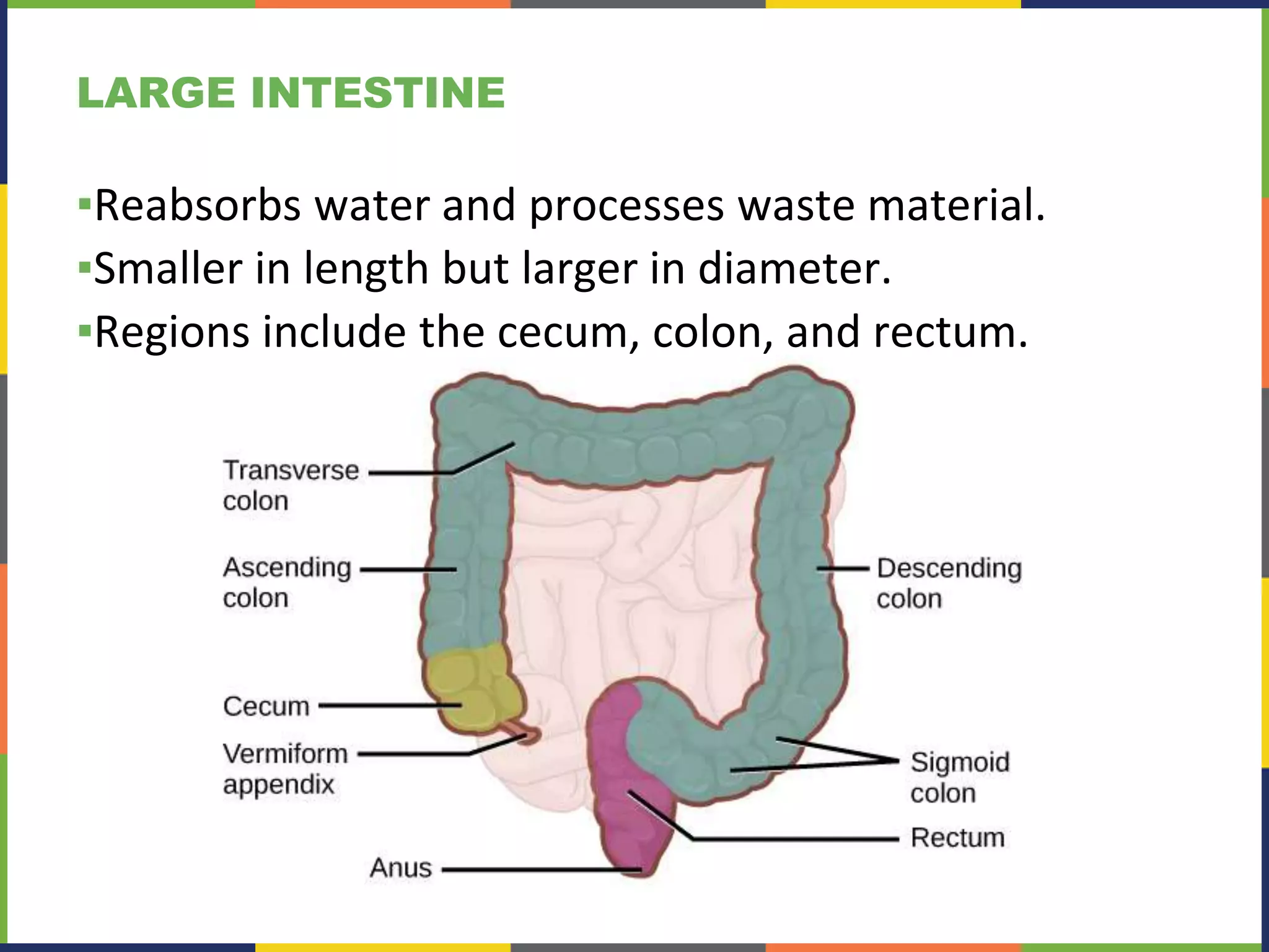 Animal nutrition and digestive system | PPT
