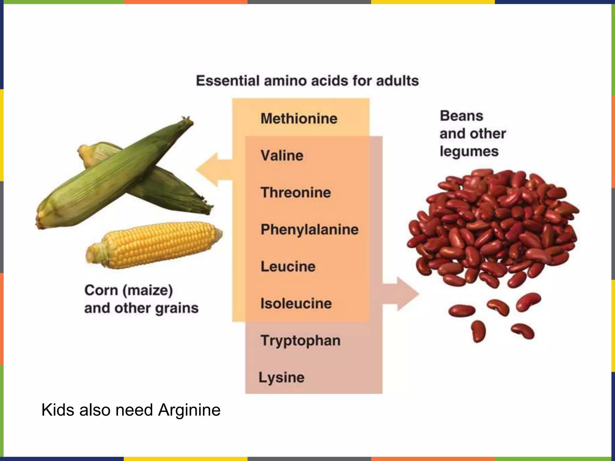 Animal nutrition and digestive system | PPTX