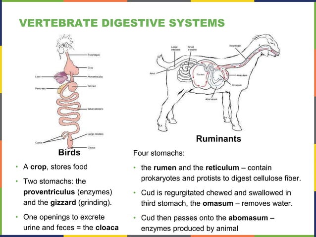 Animal nutrition and digestive system | PPTX