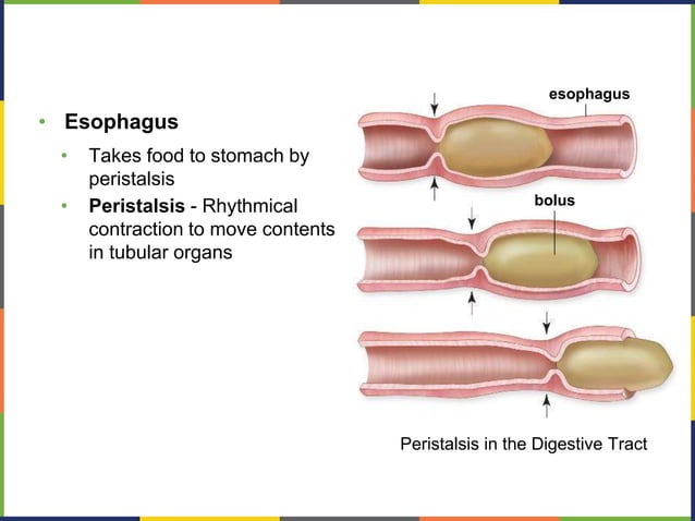 Animal nutrition and digestive system | PPTX