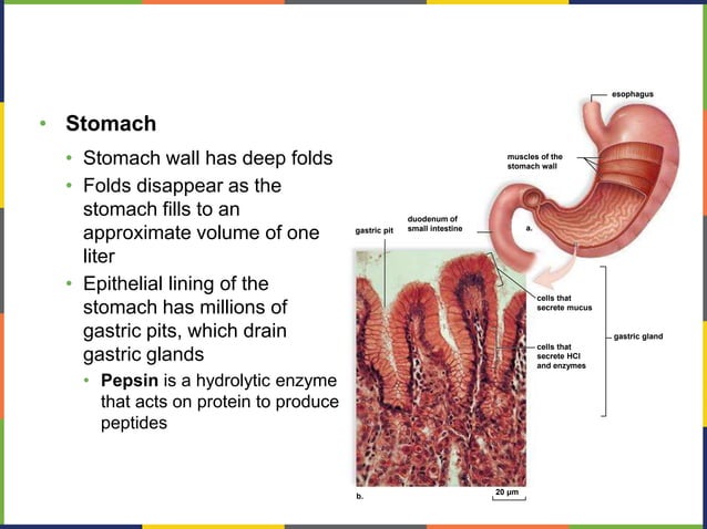 Animal nutrition and digestive system | PPTX