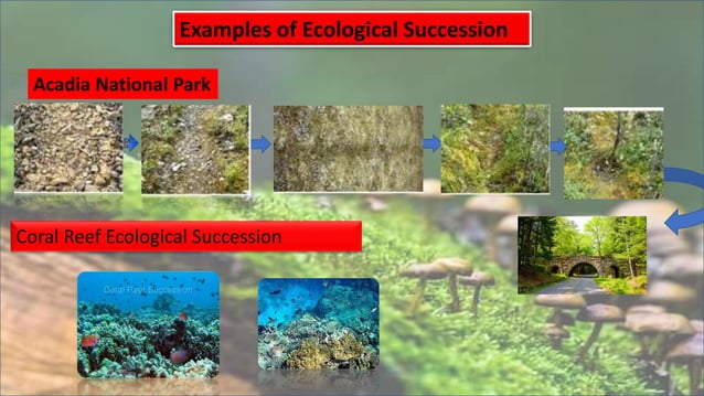 Ecological succession slideshares | PPT