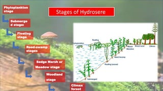 Ecological succession slideshares | PPTX