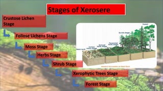 Ecological succession slideshares | PPTX