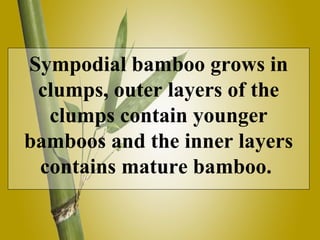 Types of Bamboo | PPT