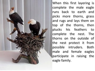 Principles of an Eagle | PPT