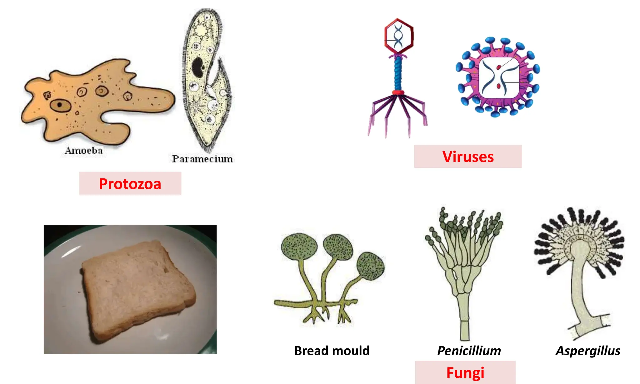 557565966386372824690Microorganisms.pptx