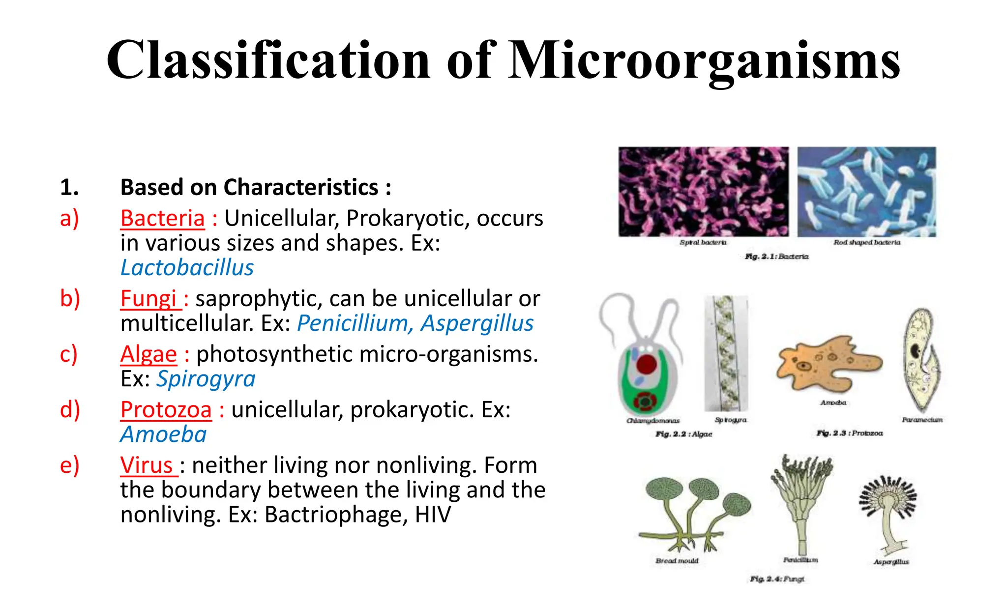 557565966386372824690Microorganisms.pptx