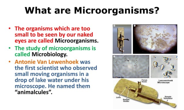 557565966386372824690Microorganisms.pptx