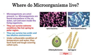 557565966386372824690Microorganisms.pptx