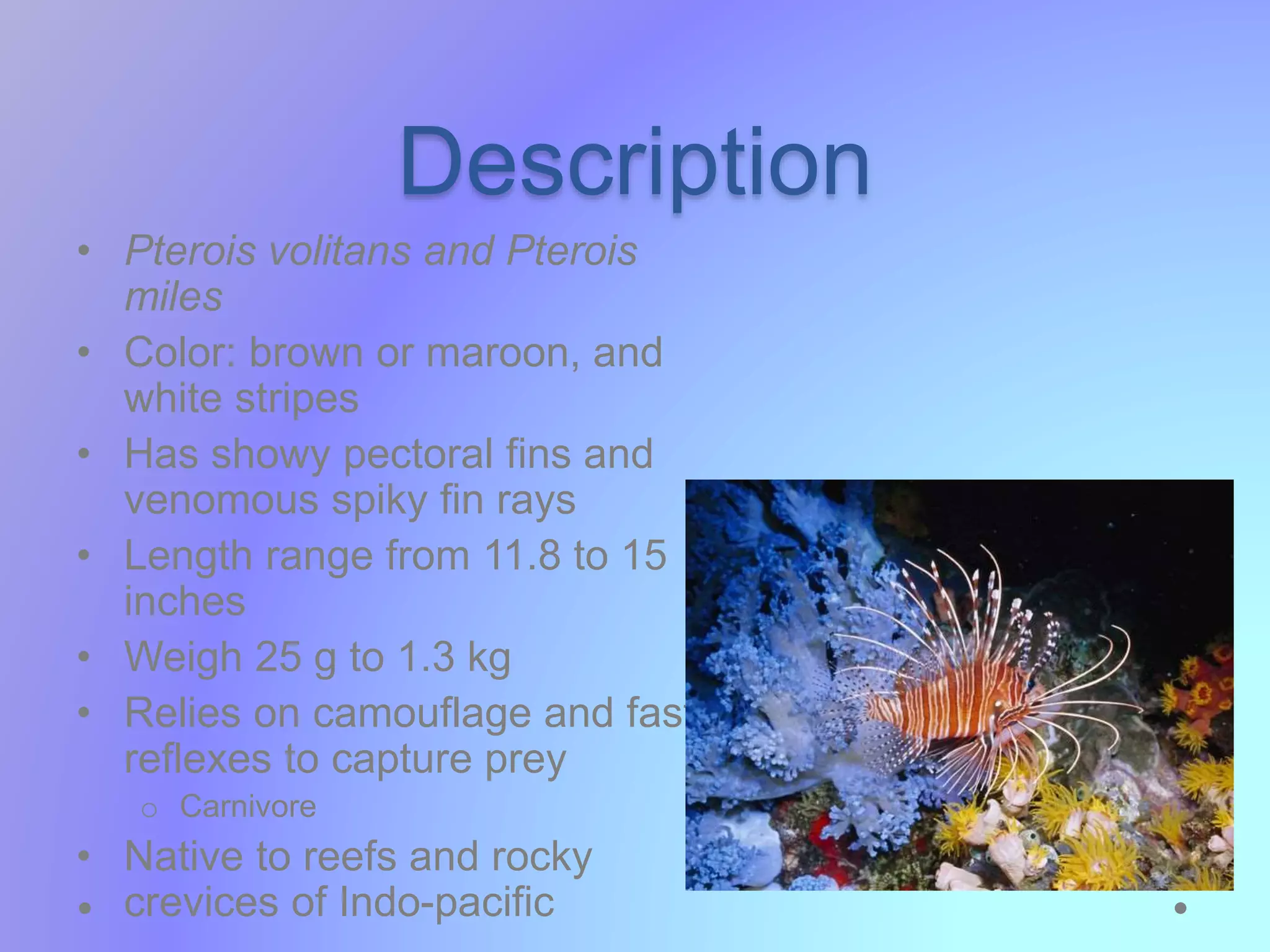 lionfish1 | PPT