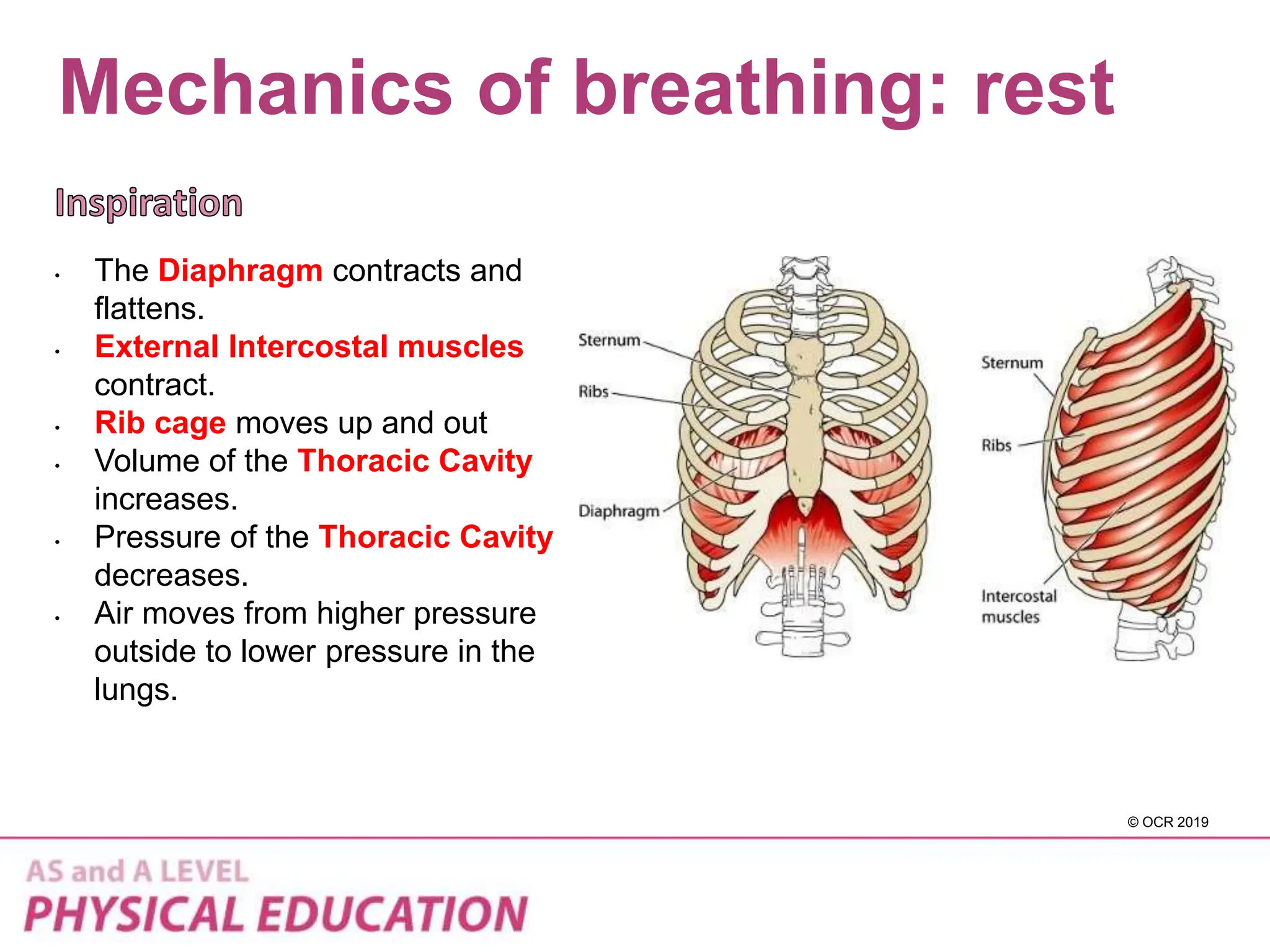 cardiovascular-and-respiratory-systems.ppt