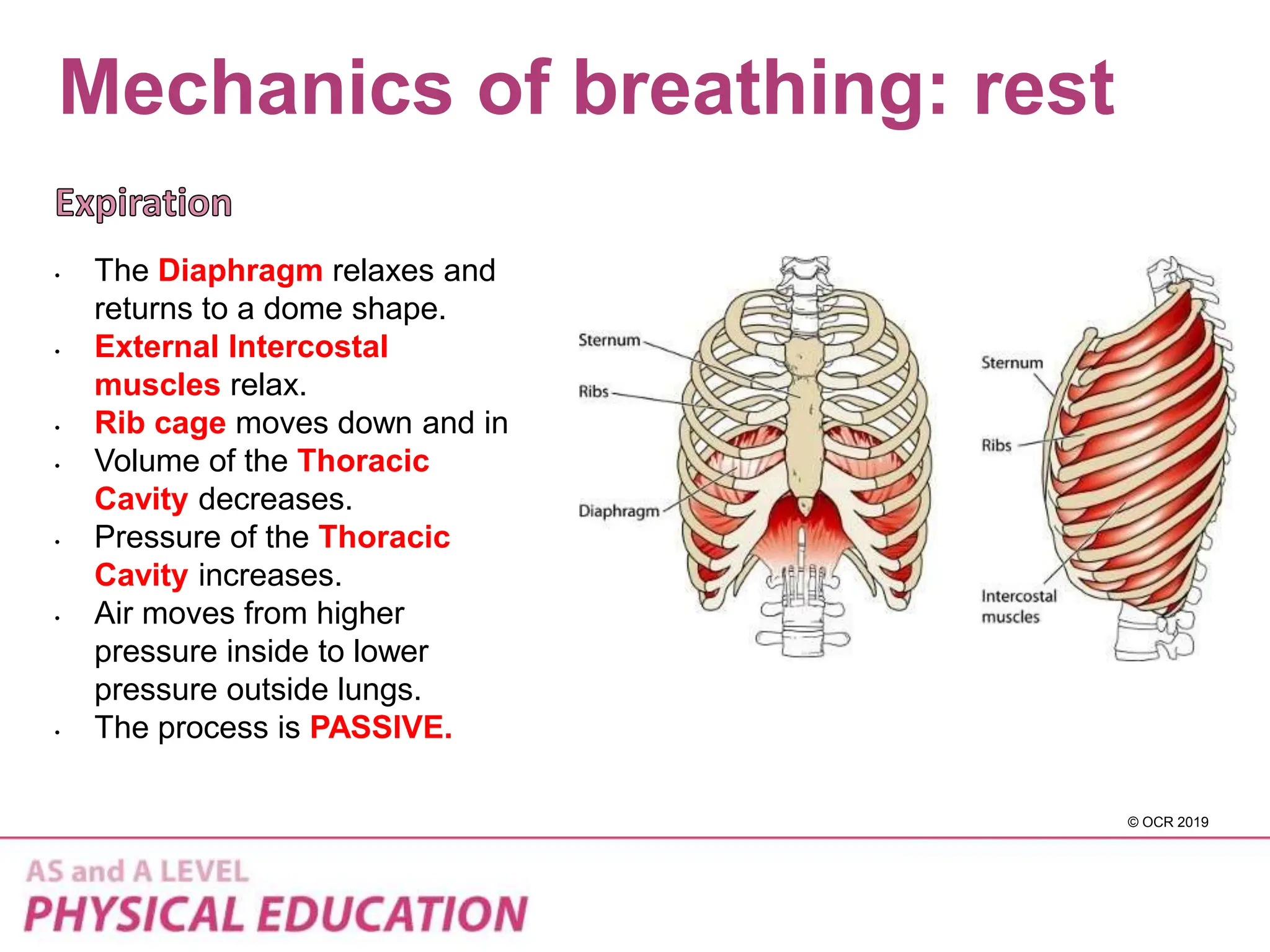 cardiovascular-and-respiratory-systems.ppt