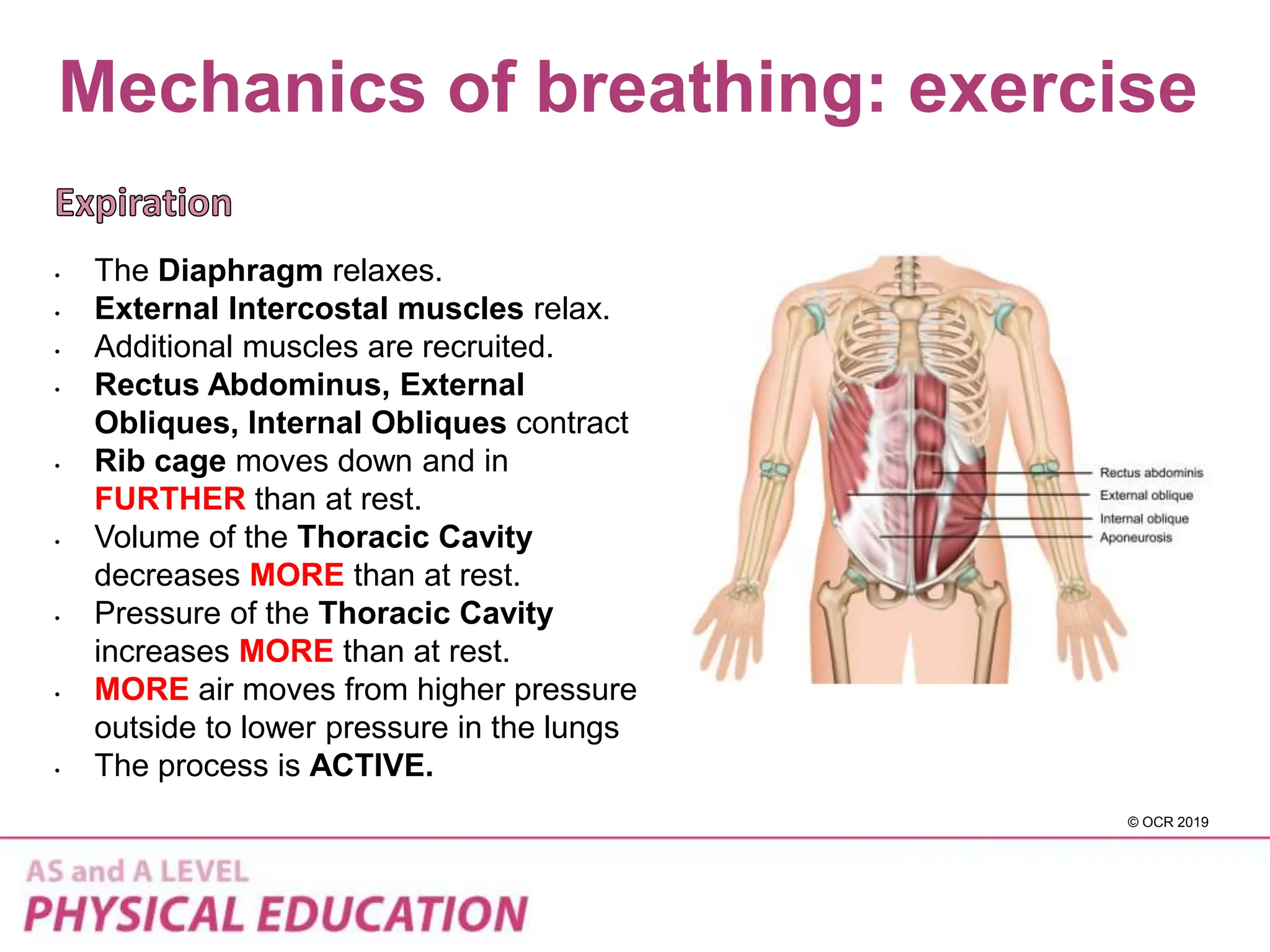 cardiovascular-and-respiratory-systems.ppt