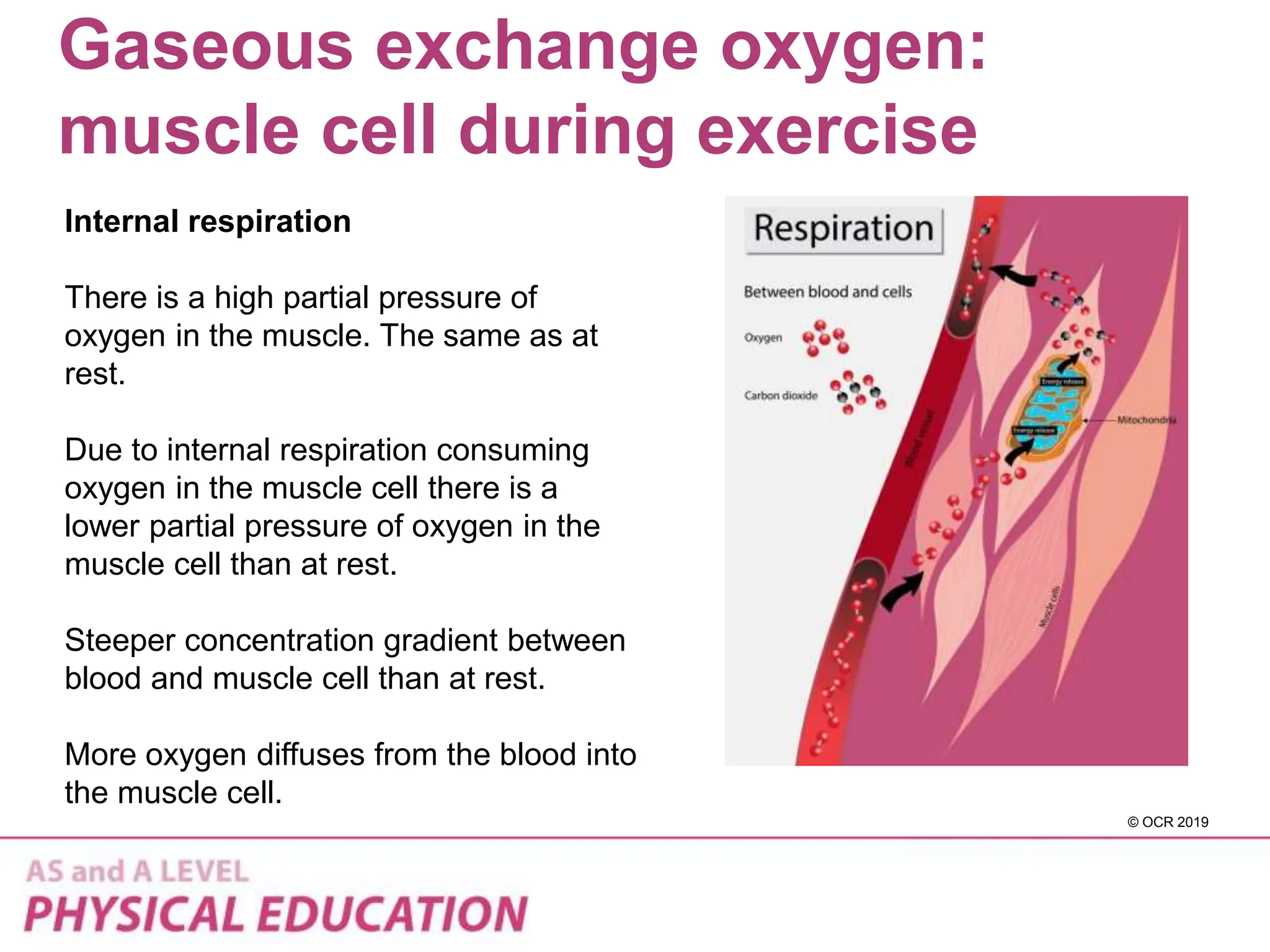 cardiovascular-and-respiratory-systems.ppt