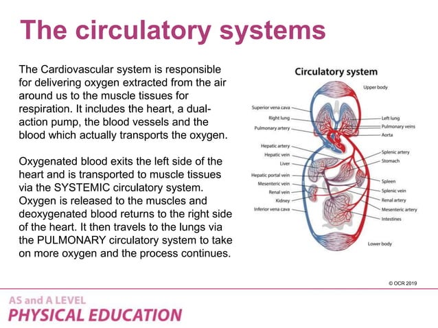 cardiovascular-and-respiratory-systems.ppt