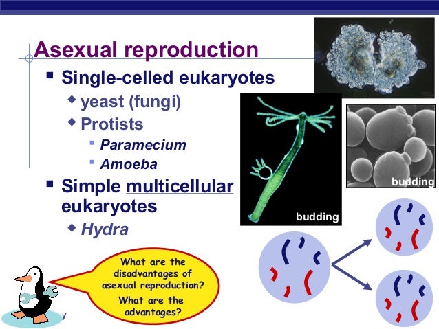 55 ch12meiosis2008