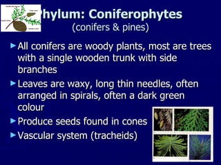 5.5 Classification | PPT