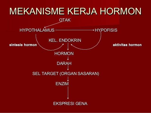 Power Point Hormon