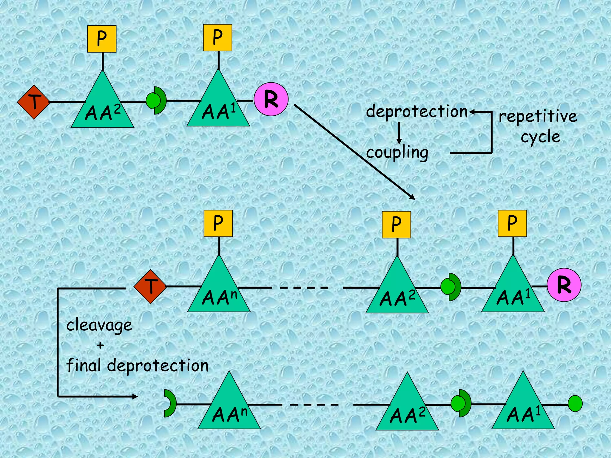 Solid Phase Peptide Synthesis Ppt