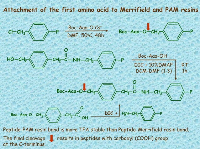 SOLID PHASE PEPTIDE SYNTHESIS | PPT | Chemistry | Science