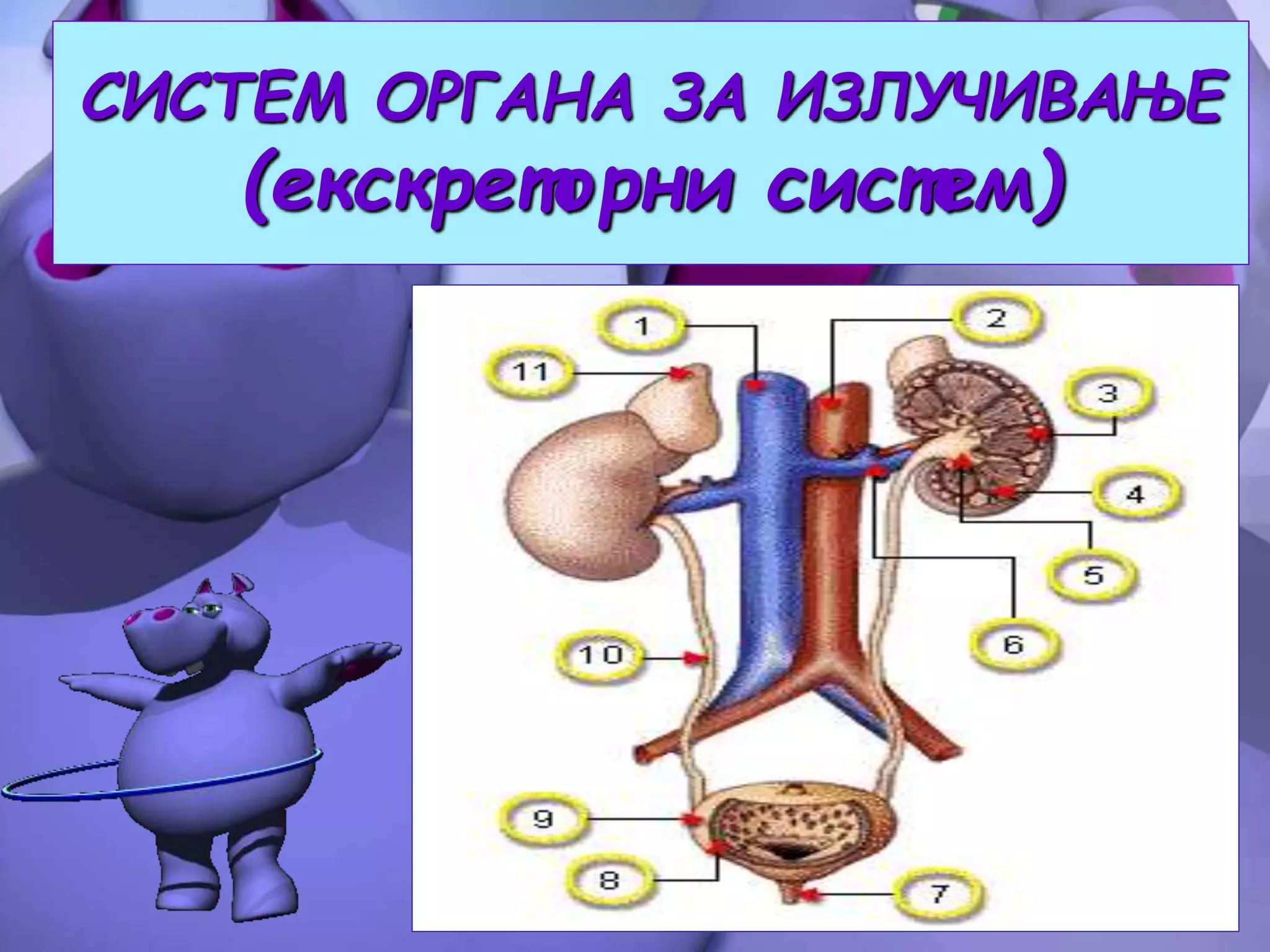Sistem organa za izlucivanje | PPT