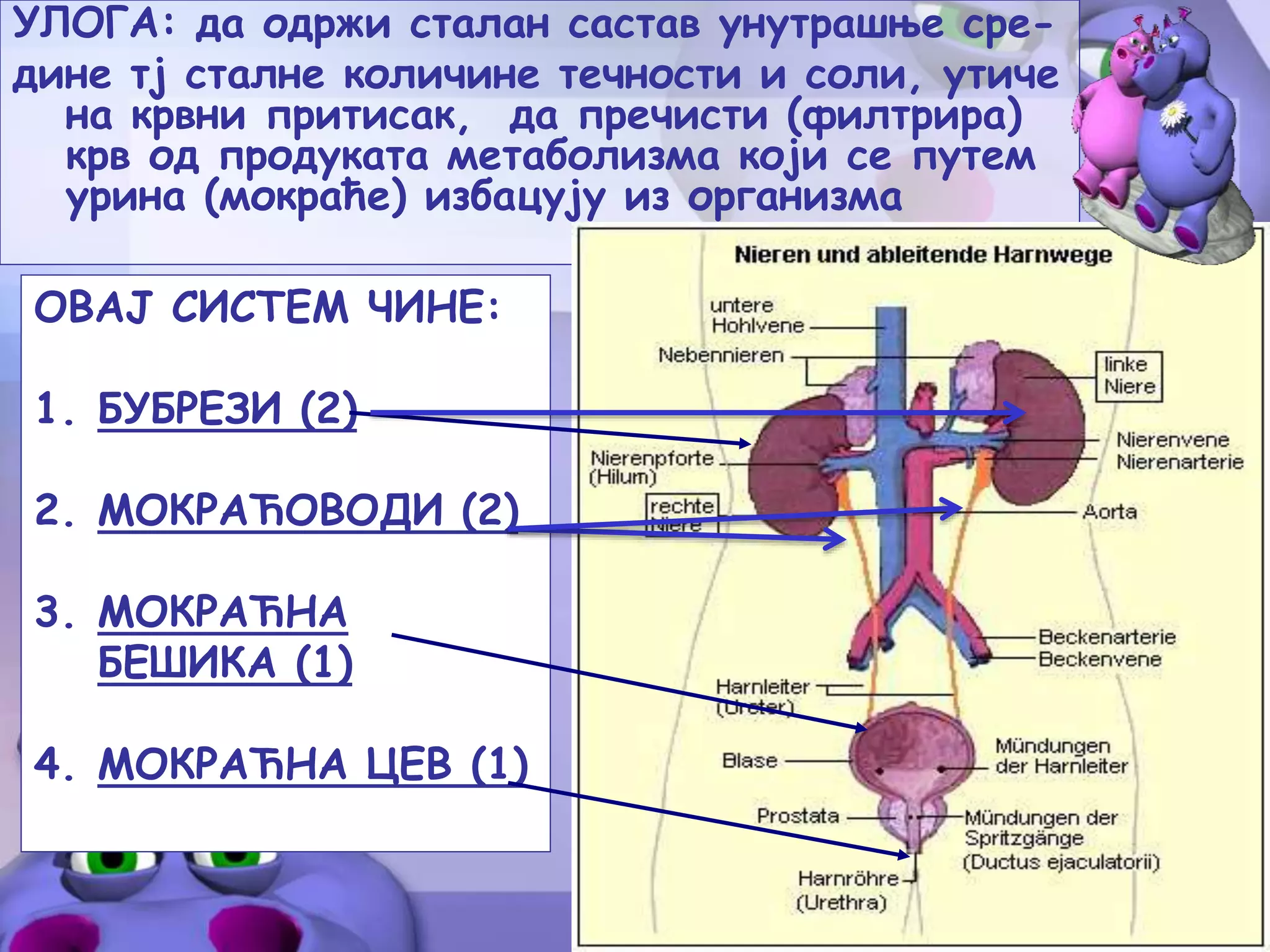 Sistem organa za izlucivanje | PPT