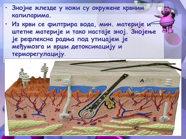 Sistem organa za izlucivanje | PPT