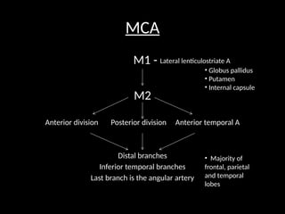 Arterial supply anatomy brain ct brain angiography | PPTX